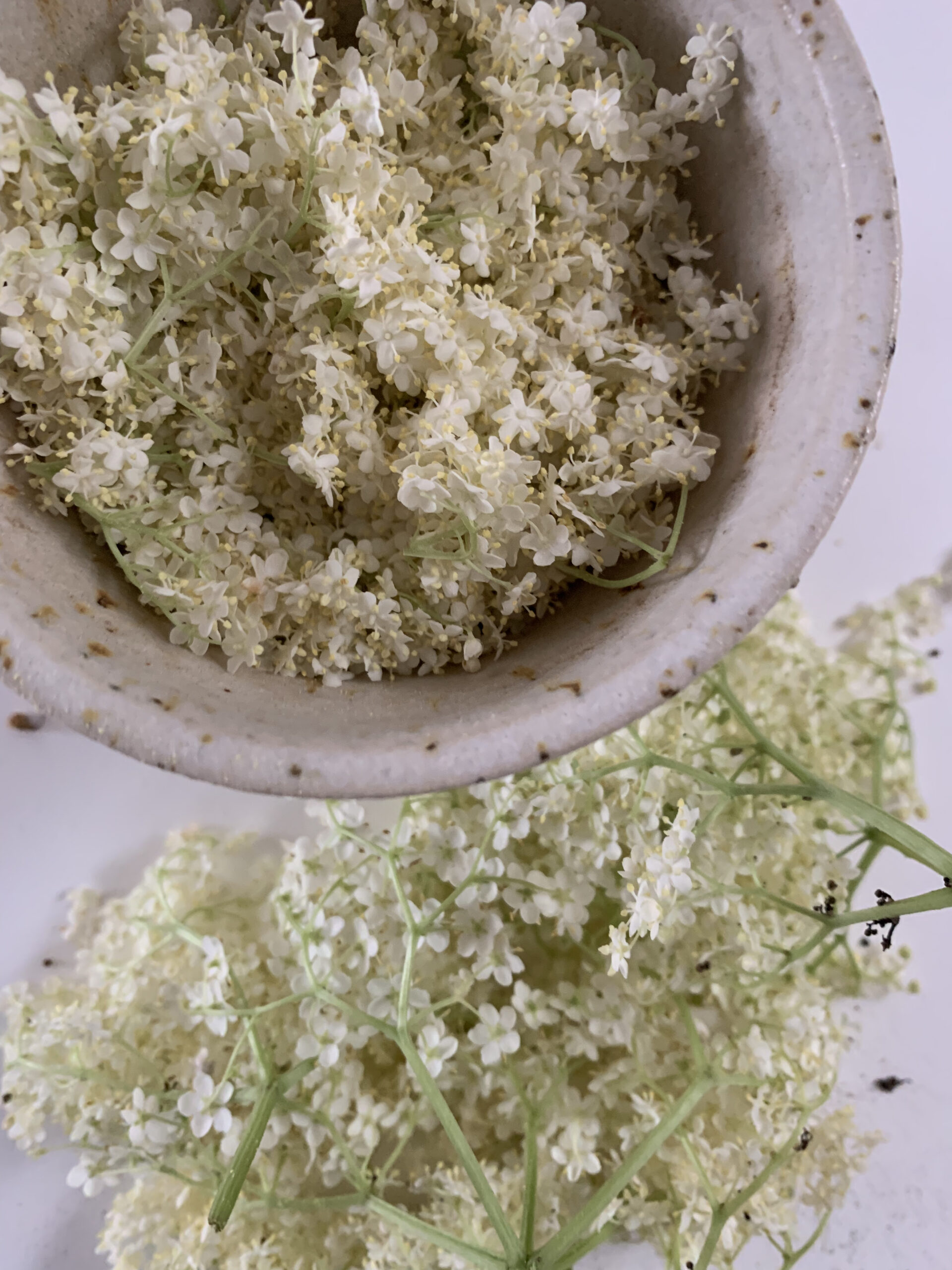 Elderflower And Elderberry Taste | Best Flower Site
